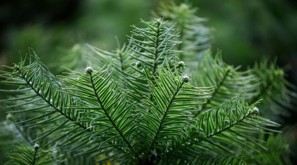 Classes – Meadowside Community Primary & Nursery School