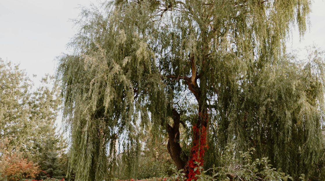 Classes – Meadowside Community Primary & Nursery School